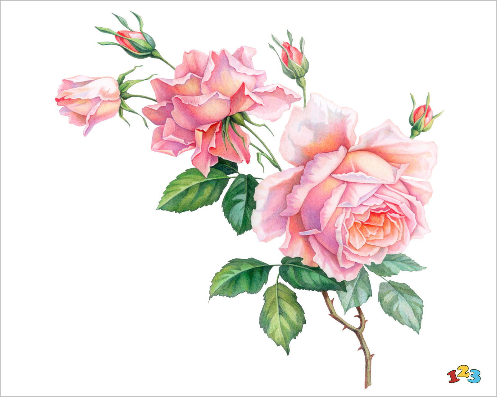 Lyserød rose - Blomster - gratis postkort fra 123kort.dk